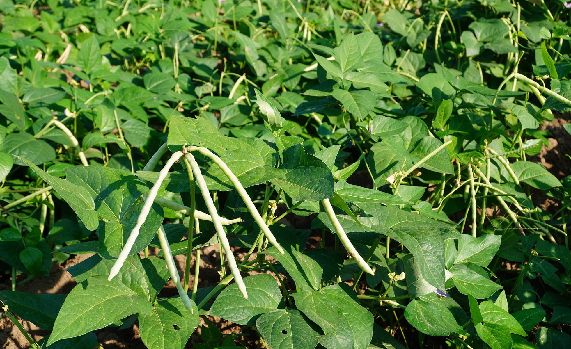 Heirloom Cowpea Varieties – Mother Earth News